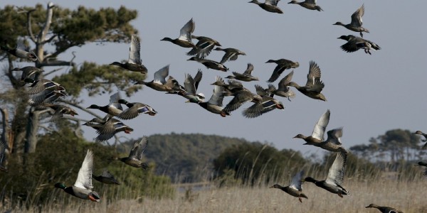 Eurobirdwatch observe la migration ⋆ lesgoodnews